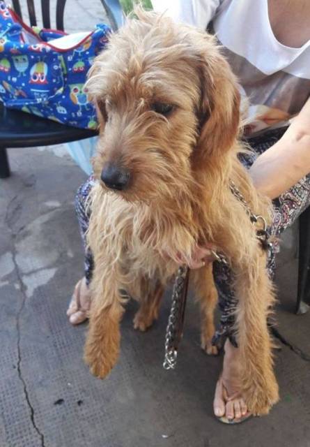 Adoptándonos: Peluchín Alfombrita Acosta, precioso cachorrón barbincho ...