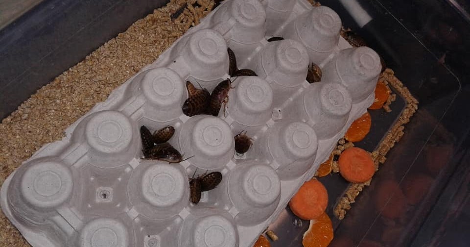 Chick-a-Doodles or J&D Farm: Dubia Roach Farm