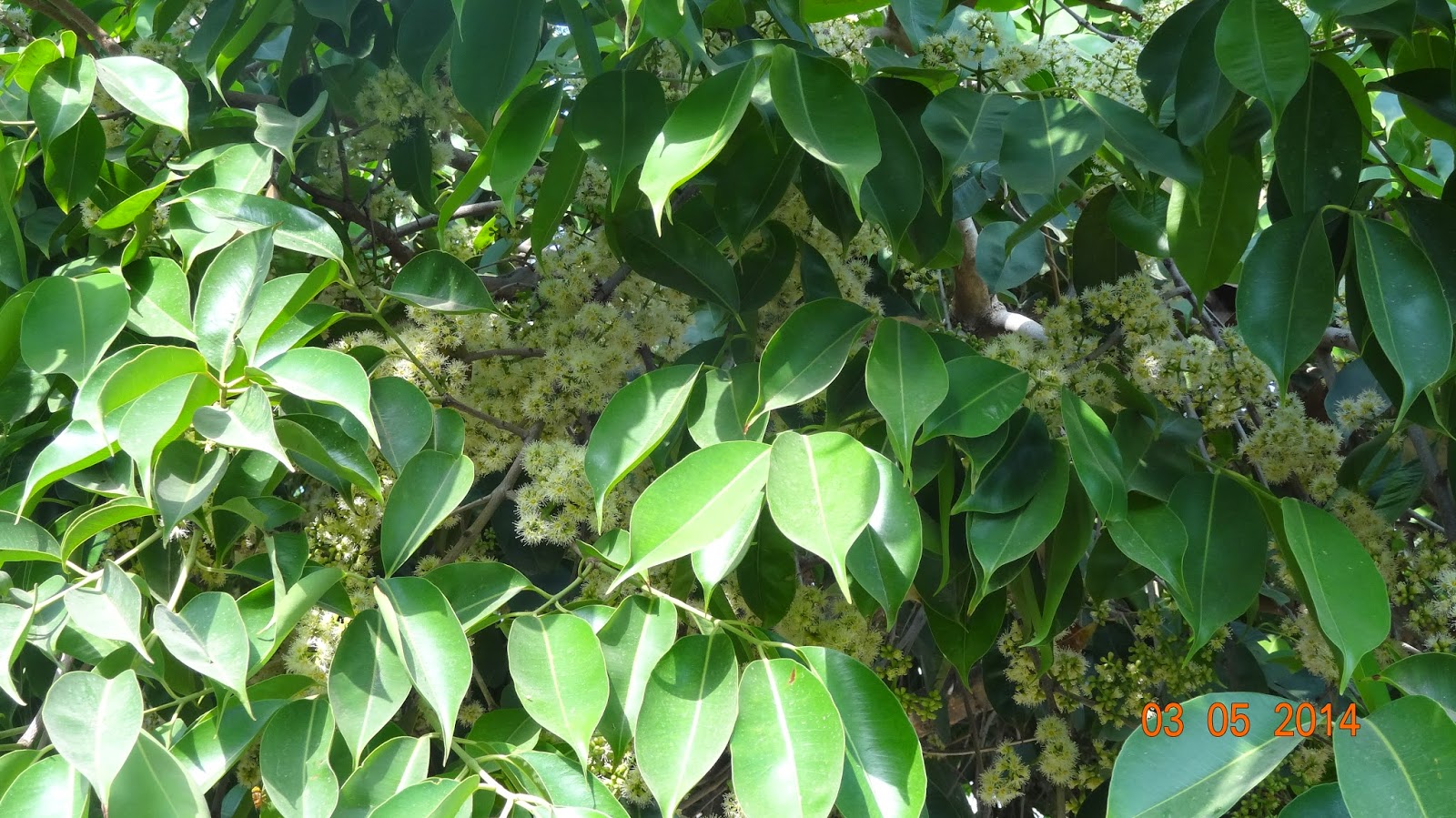Plants of Lahore - Pakistan: Syzygium cumini- Jambolan Plum- Jaman tree