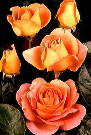 G 4 Gardening: Roses by Name