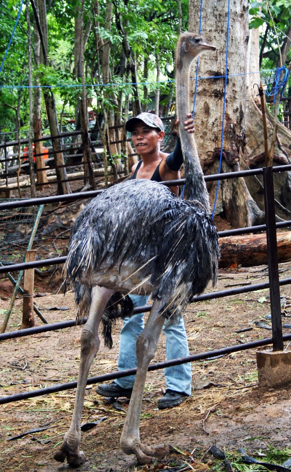 Living with Nature - School on Blog by Dr. Abercio V. Rotor: UST-AB ...