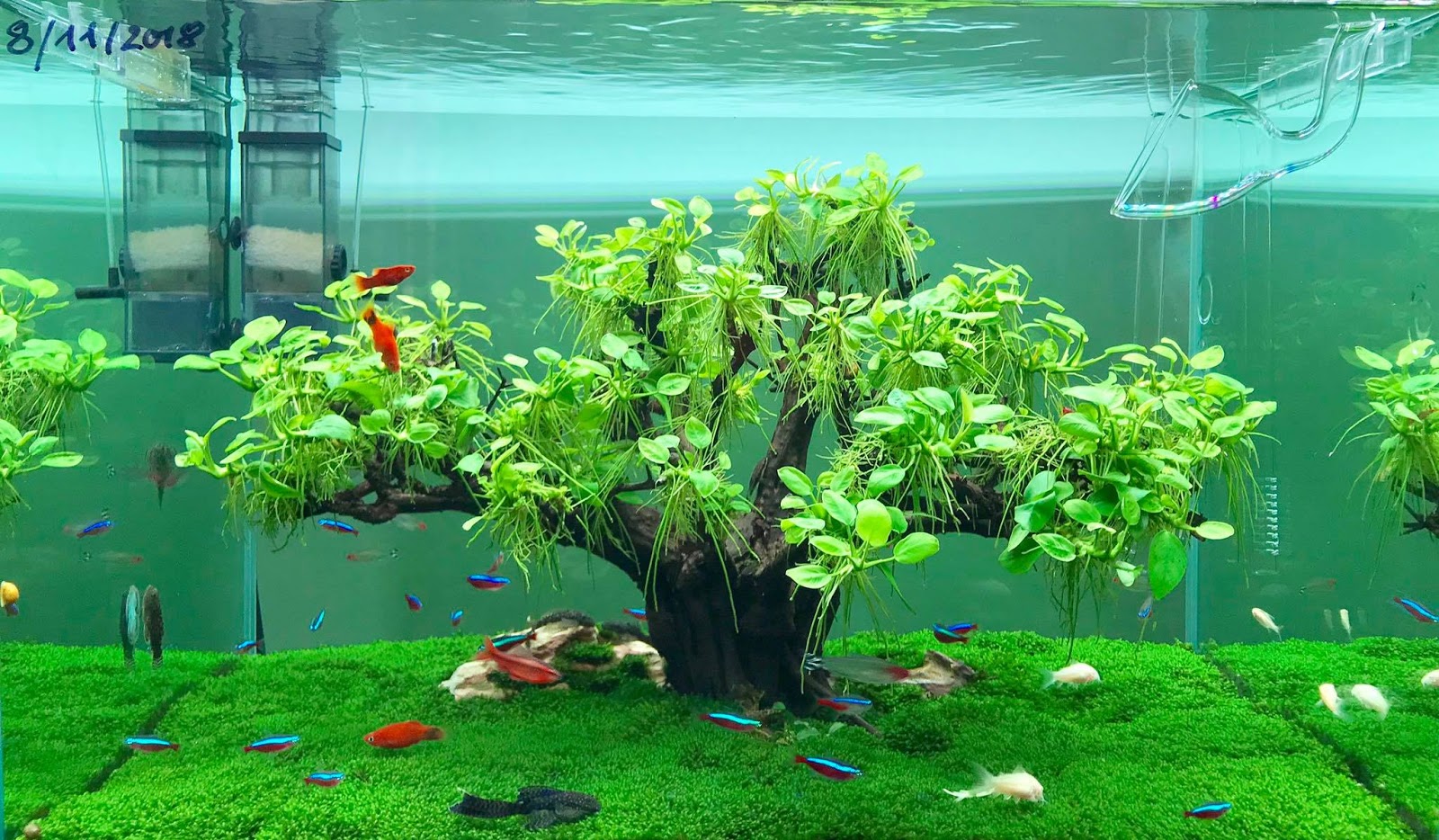 Bộ sưu tập hồ thủy sinh chơi rêu mini fiss