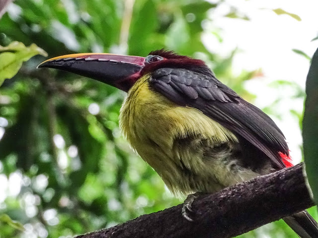 Walking Arizona: Great Green Aracari