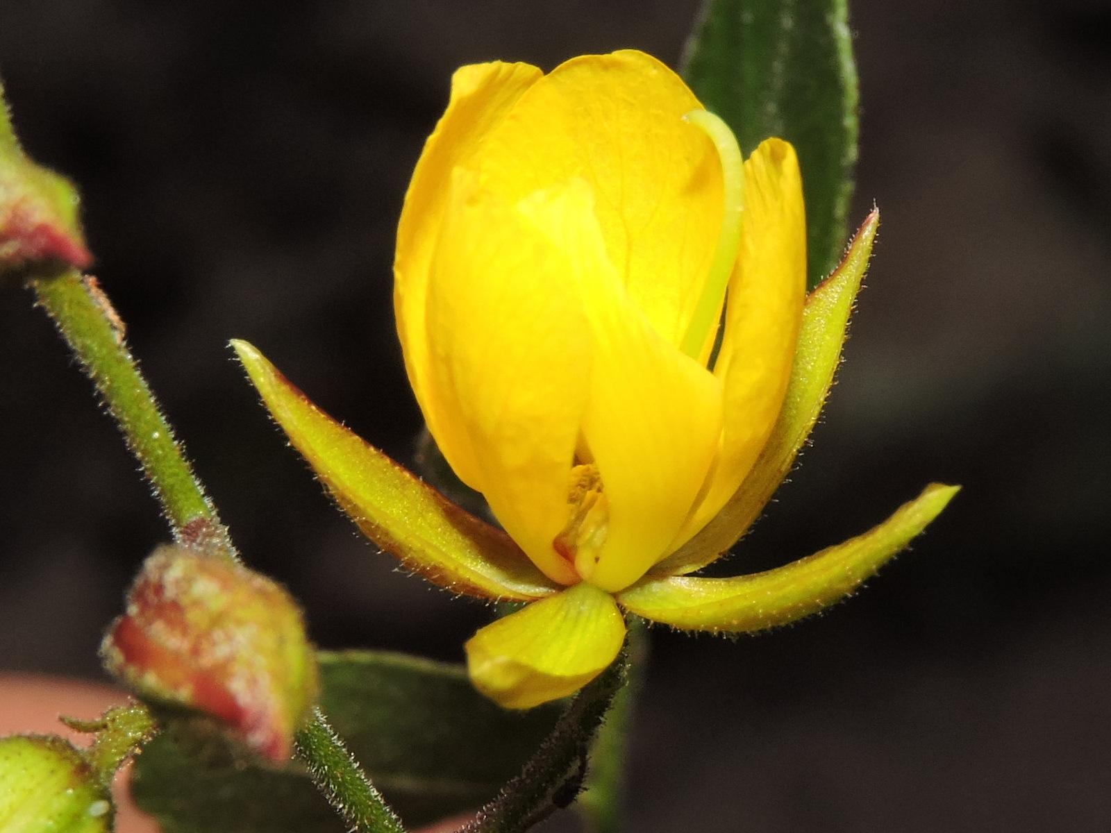 Fabaceae - Leguminosae no Brasil: Chamaecrista