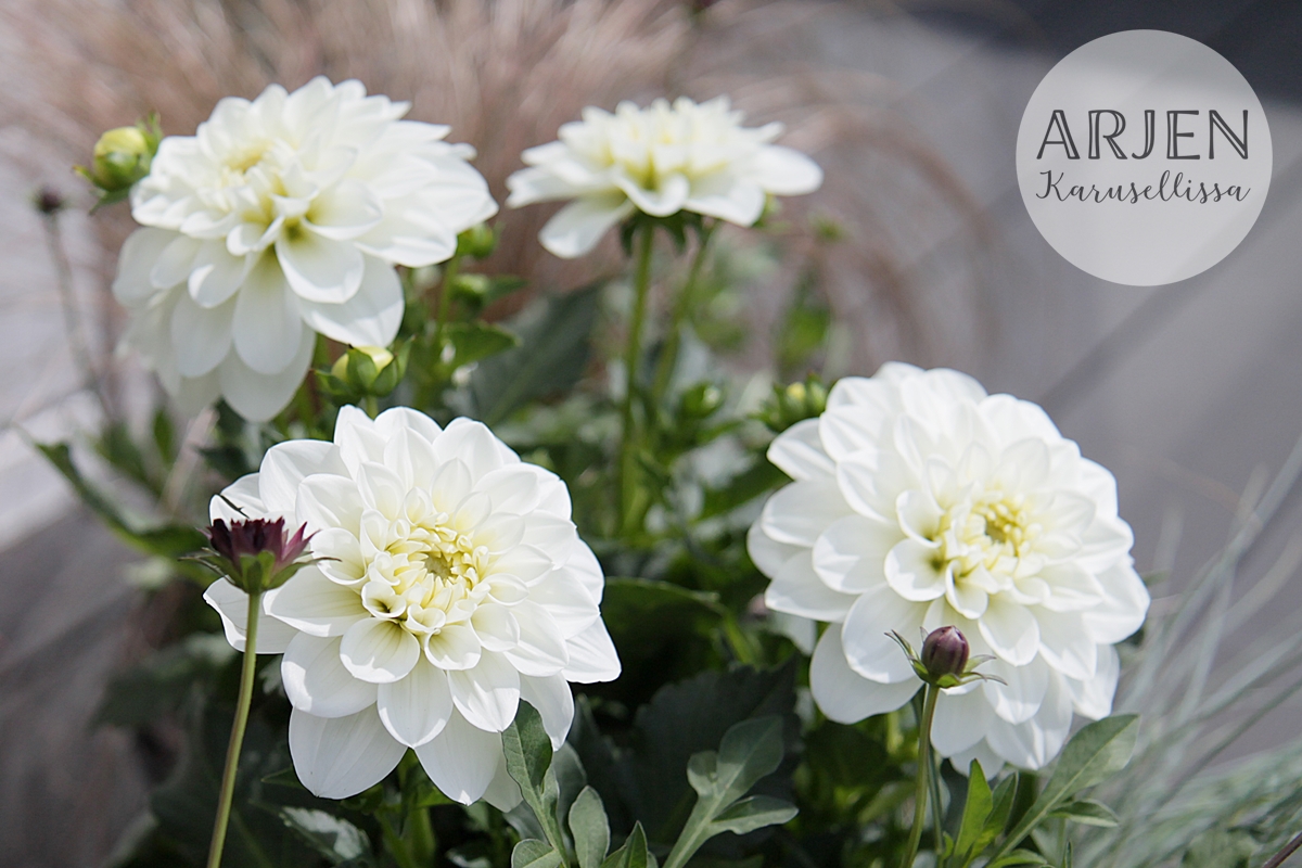 Arjen Karusellissa: Suloiset daaliat