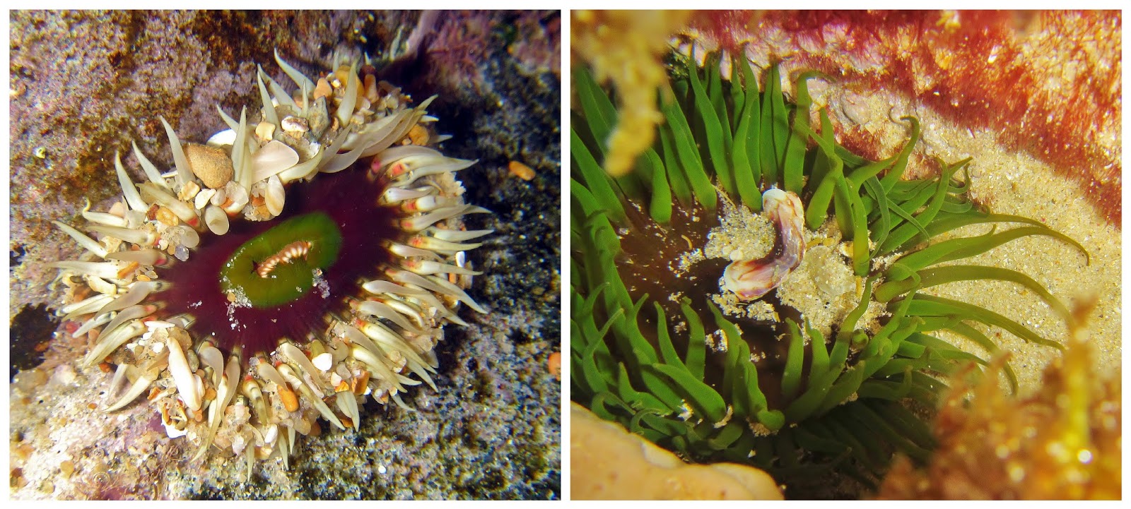 Sea anemones plentiful in Sunshine Coast rockpools