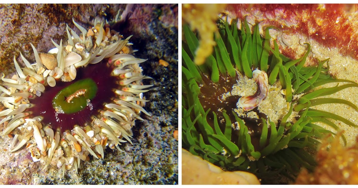 Sea anemones plentiful in Sunshine Coast rockpools