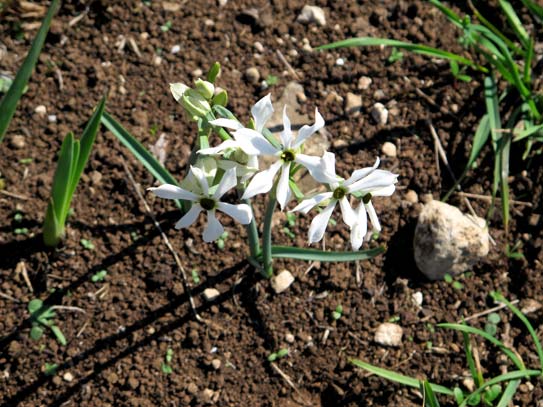 SENDERISMO EN EL RIF/RANDONNÉES DANS LE RIF: DHAR HAJAR Y FAHS LEMHAR ...