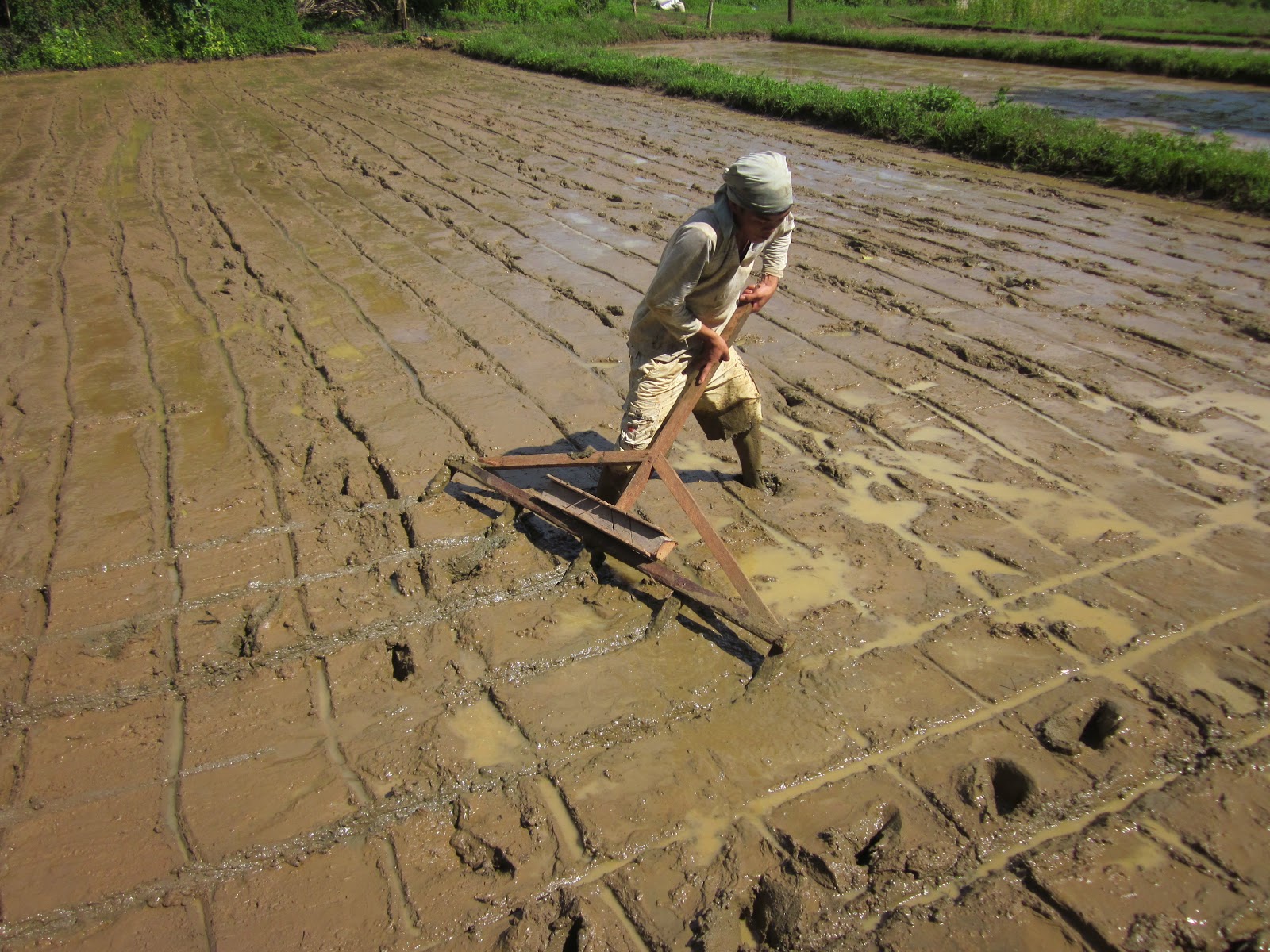 Prinsip Budidaya Padi dengan Metode SRI (System of Rice Intensification ...