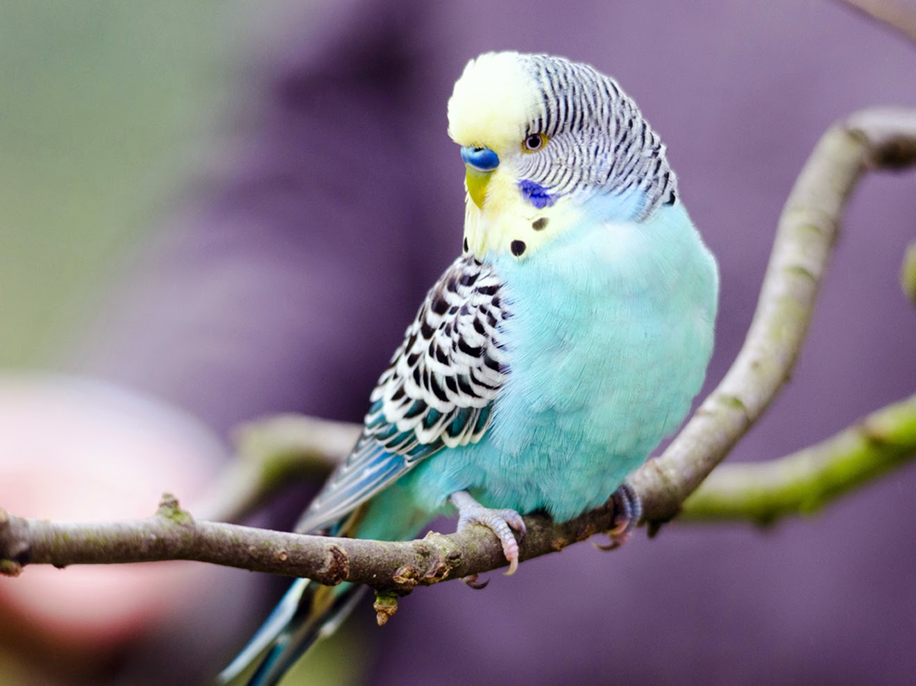 Burung: Burung Parkit