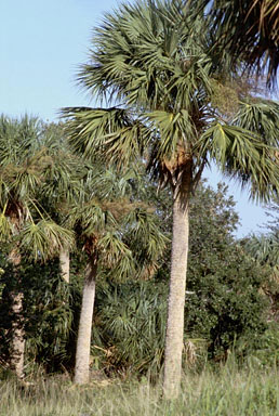 Gamer Architect: Sable Palm Trees & Cabbage Palms (Florida Palm Trees)