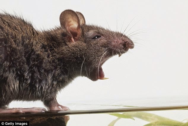 Giant Rat at New York subway station - Art'einsky