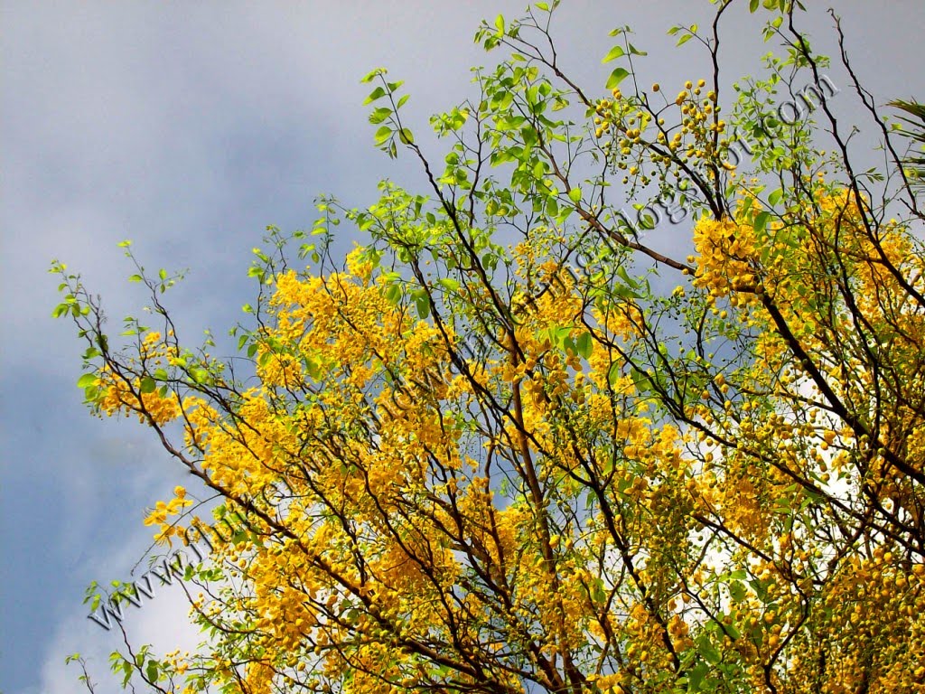 Kanikonna - The Vishu Special Flower | My Travelogue