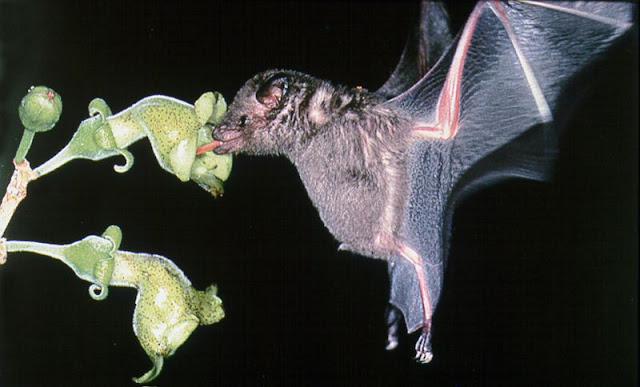 Every Day Is Special: August 29 – International Bat Nights