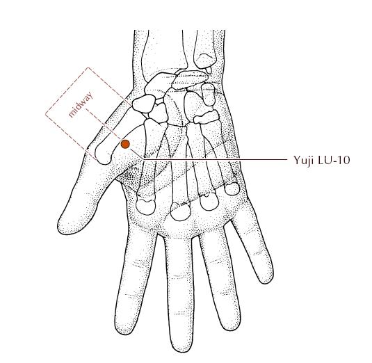 Acupuncture: LU - 10 ( LUNG-10)