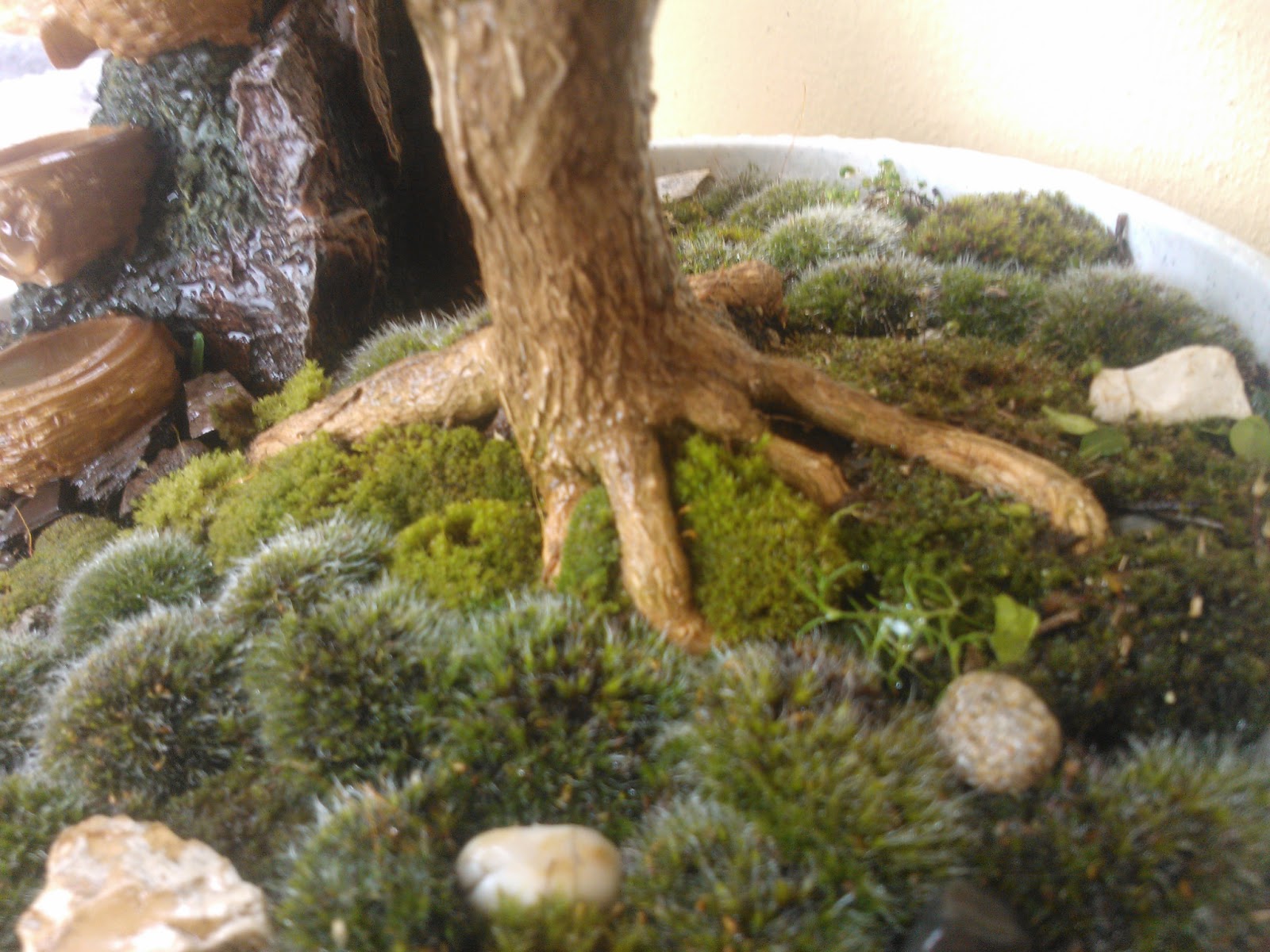 Μy bonsai trip~~~~~~~~