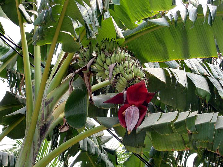 Herbalkart | The Online Herbal Store: Kela - Vazhai