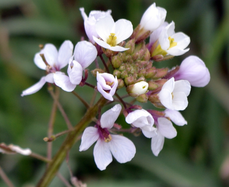 EN EL MONCAYO: Jaramago (Diplotaxis erucoides)