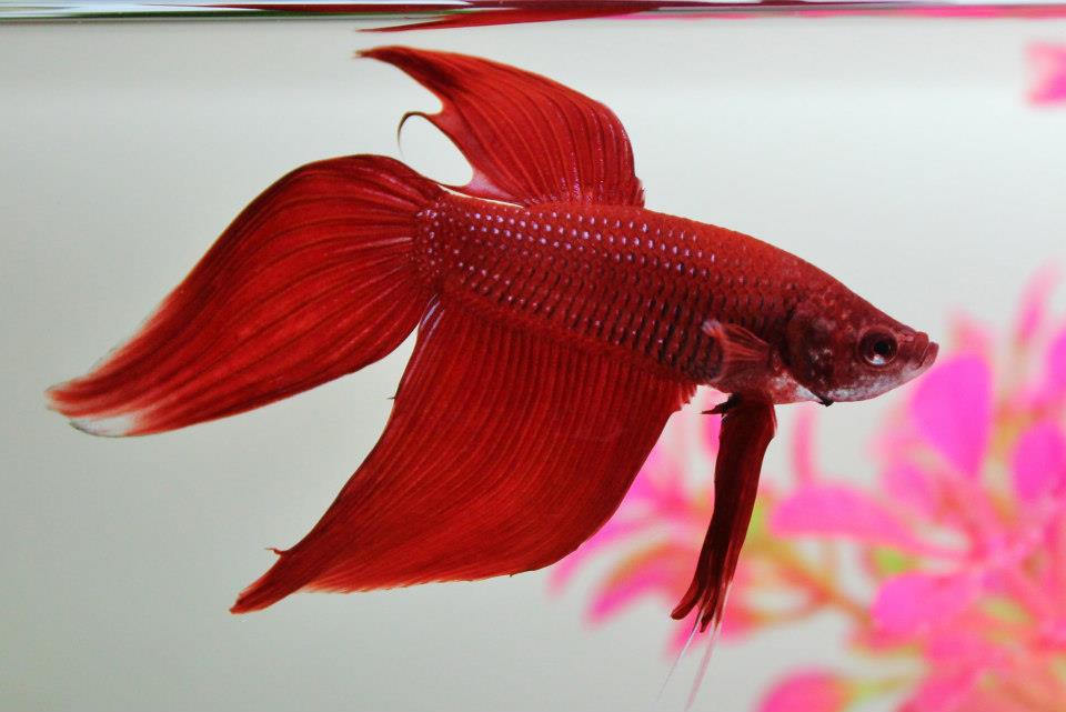 The Veil Tail: Tail-Shapes and Color-Variations