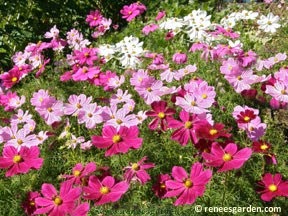 Renee's Garden Seeds: Renee's Blog: ROSE COMPANIONS: Seed-Grown ...