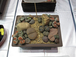 Lithops - Levende sten: Sådan en fin bakke vil jeg også lave...