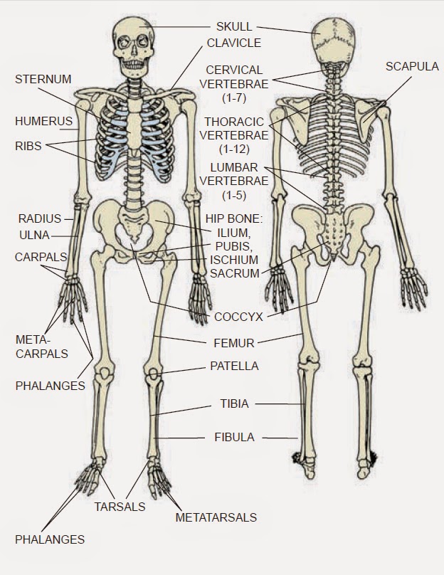 Skeletal System ~ Nursing