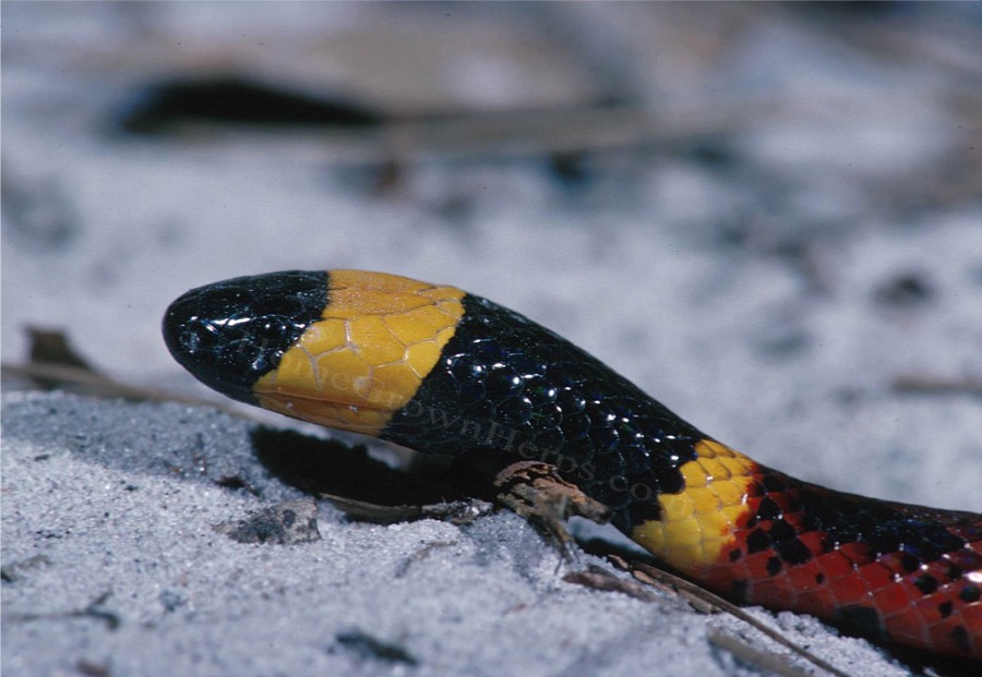 MU-Peter: Warning! Colors! Part 3: Evolution of Coral Snakes