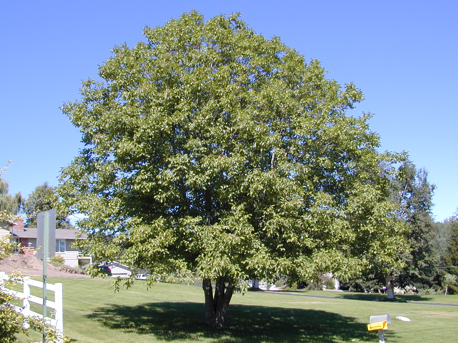 Trees of Santa Cruz County: Juglans regia - English Walnut