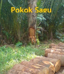 Petak Semai: POKOK SAGU
