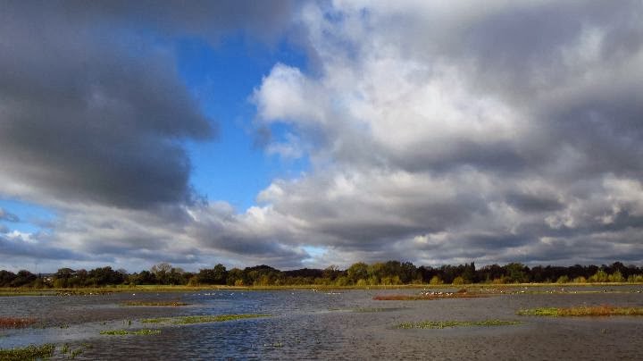 Vinnyman's Birding and Nature Blog.: Middleton Lakes, RSPB Nature ...