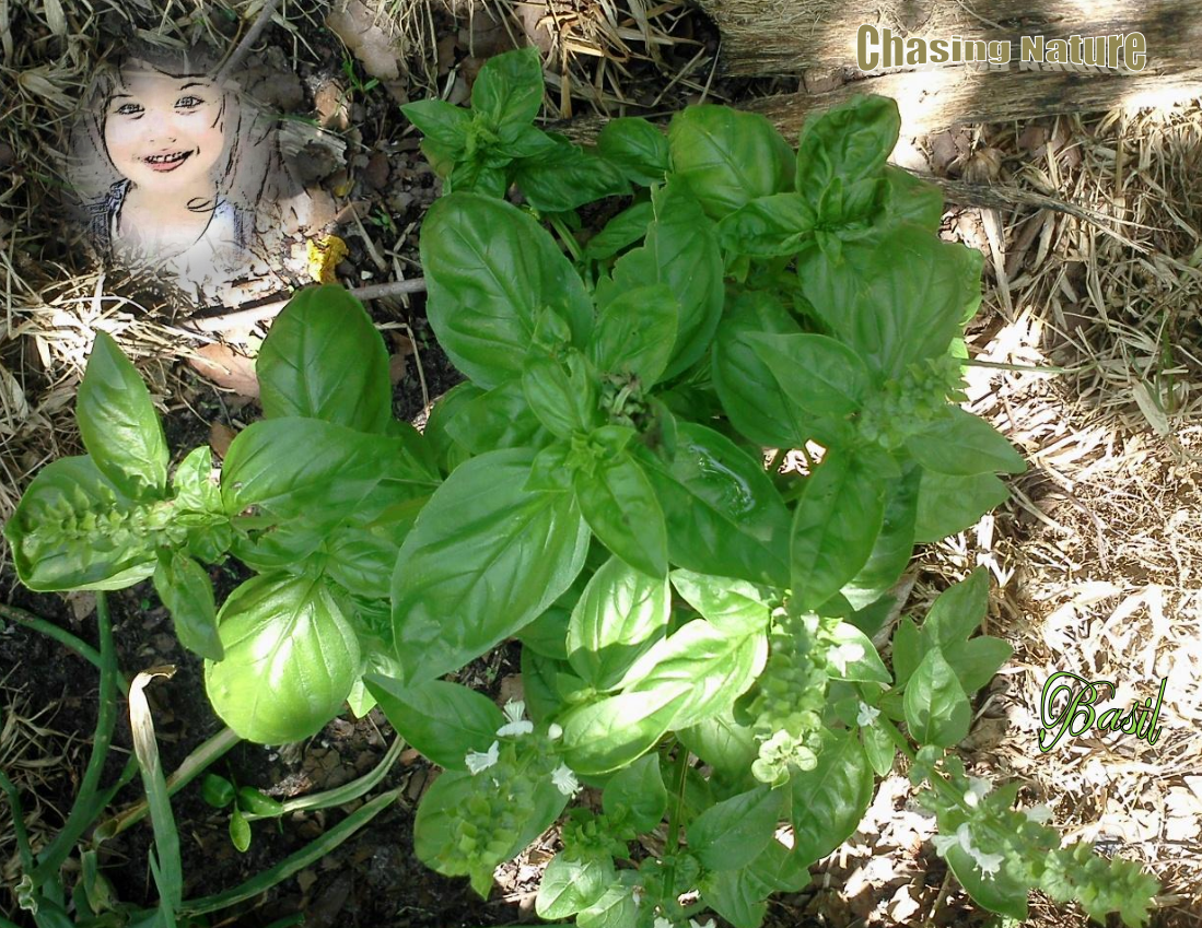 Chasing Nature at its Own Pace: CHASING NATURE.....