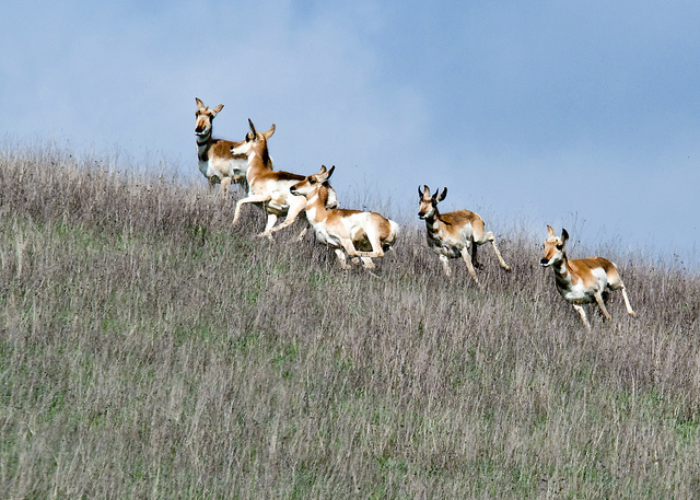 The Pronghorn – The American Almost Antelope | The Ark In Space