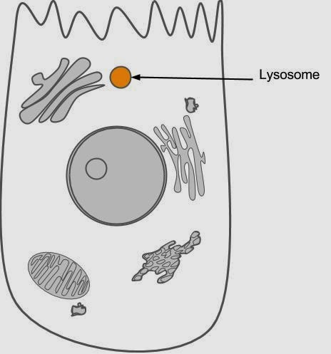 AS Biology: The appearance, ultrastructure and function of lysosomes.