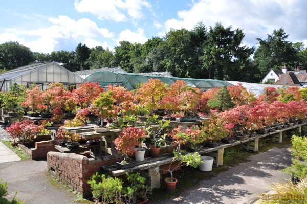 aceretum: Herons Bonsai Nursery