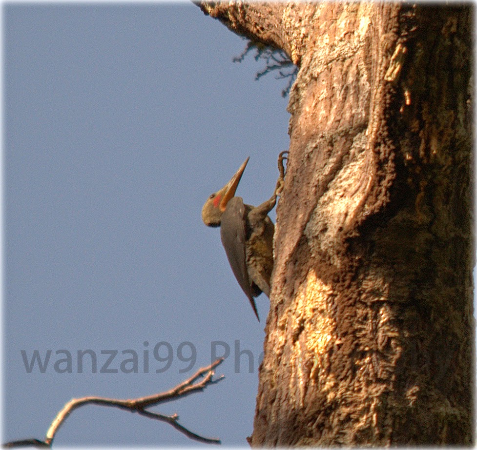 wanzai99 PHOTOGRAPHY: Burung Belatok Berjalur