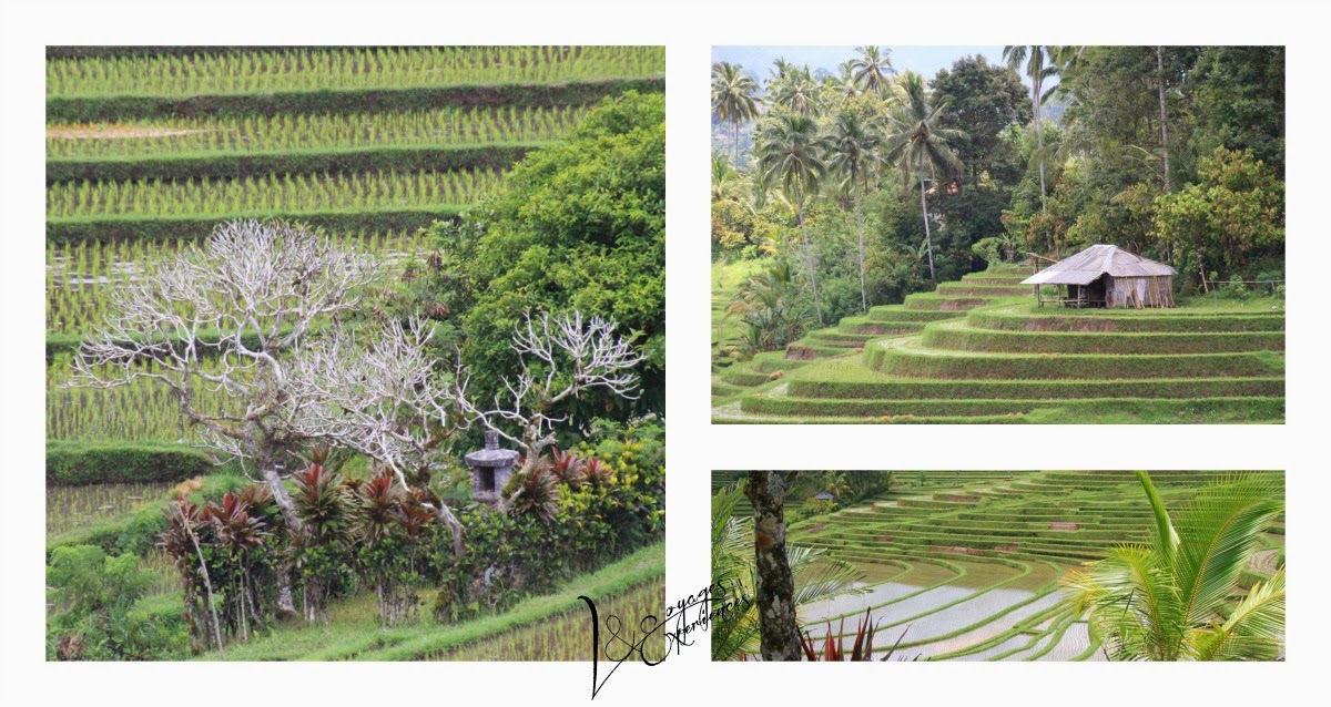 Voyages et Expériences : Bali: de Pemuteran à Sanur VIA PUPUAN, Sublime!