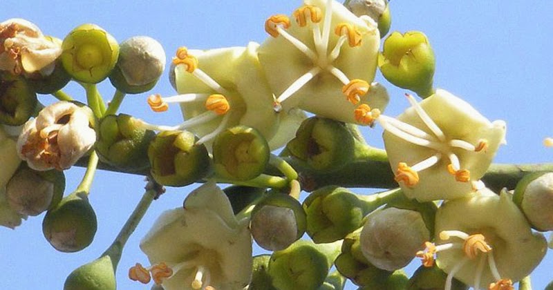 Medicinal Plants: Ceiba pentandra, Shaalmali, Buruga, Silk cotton ...