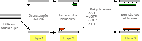 cartografiabiologica: PCR: Reação em Cadeia pela Polimerase.