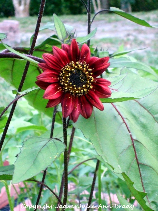 Julie Ann Brady : Blog On: Artsy Autumn Beauty Sunflower Collage