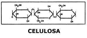 BIOLOGÍA Y GEOLOGIA: Tema 7 parte 3