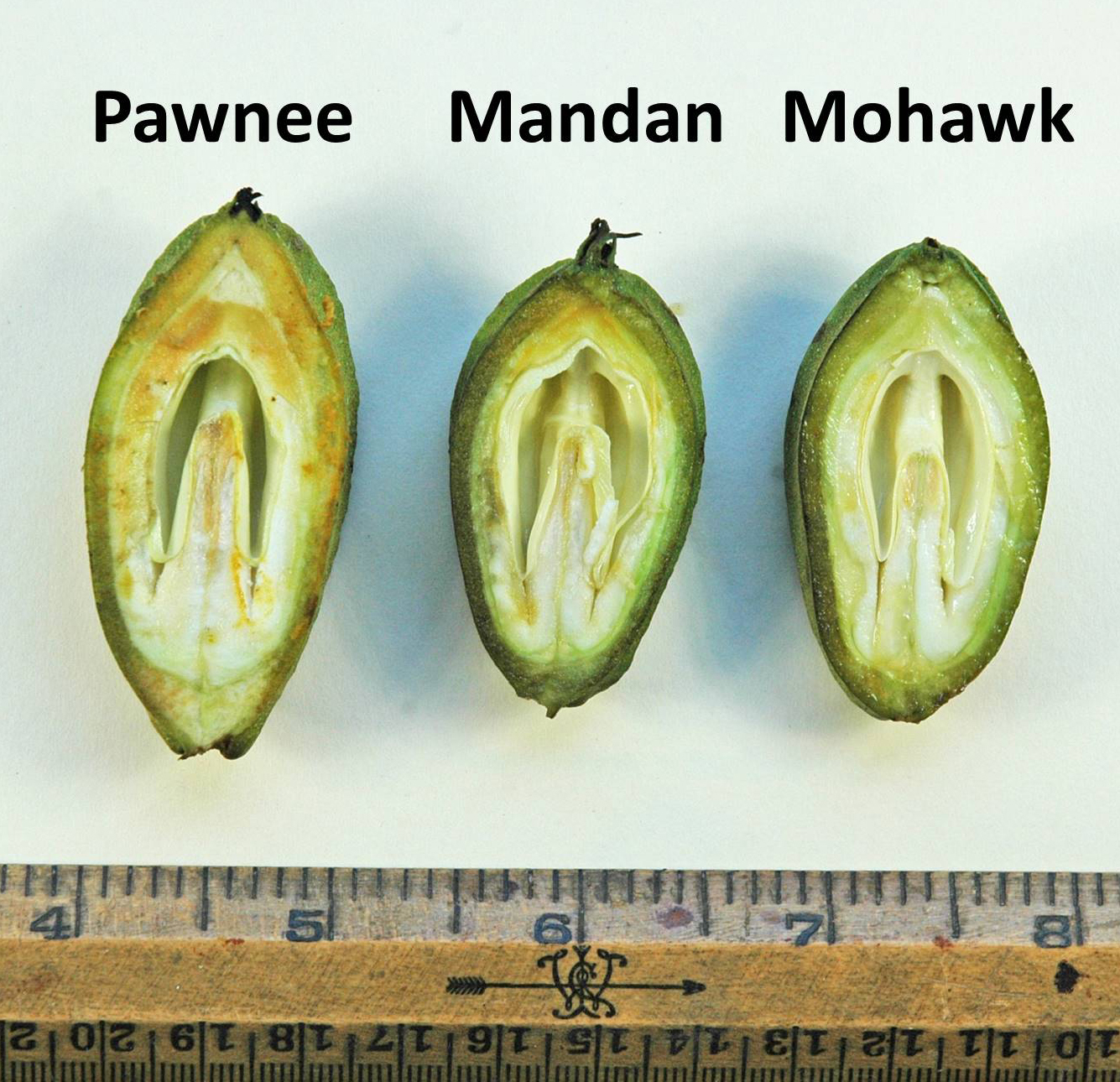 Northern Pecans: Kernel development: 8 Aug 17