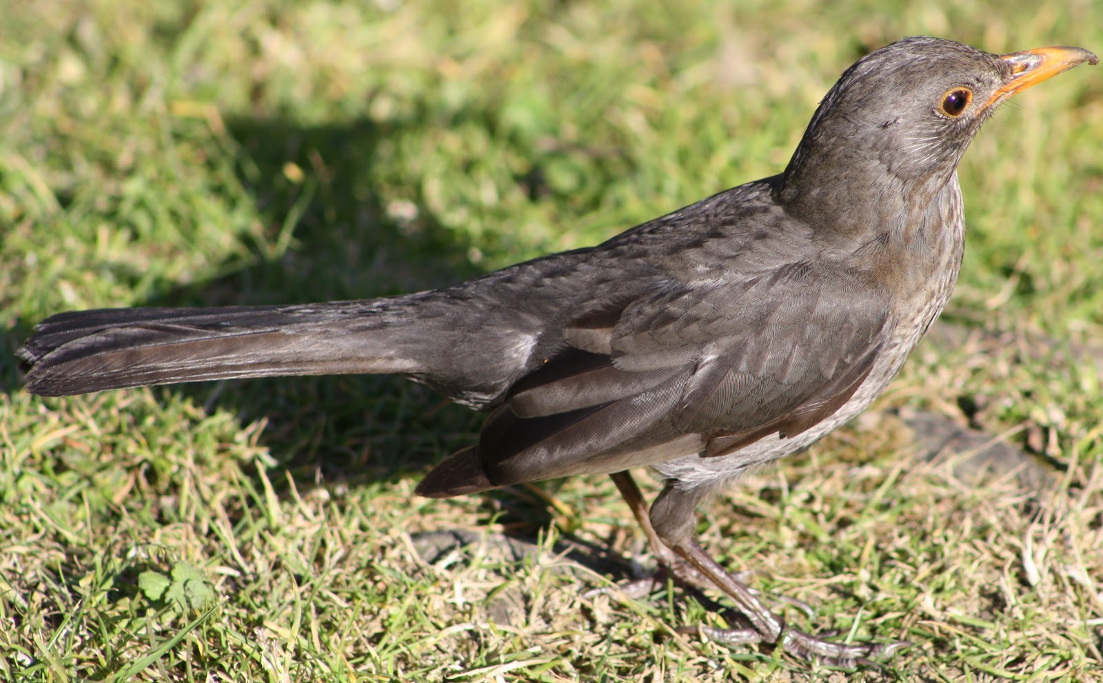 Imagens da vida animal: Melro-preto (Turdus merula) Novas imagens