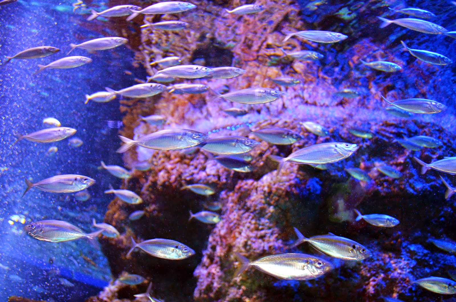 Visiting The S.E.A Aquarium, Resorts World Sentosa Singapore - Just An ...