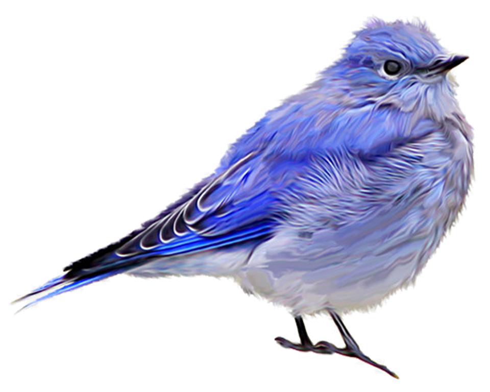 Blue Sparrow PNG download | PNG HOME PNG
