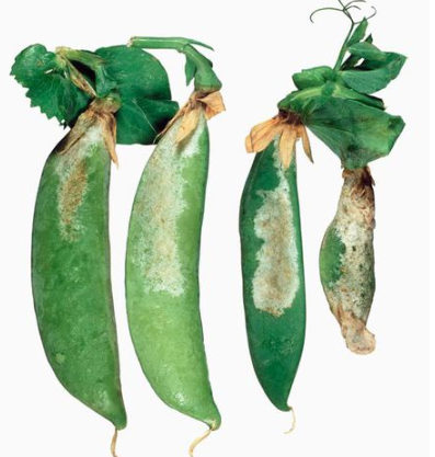 Pea Plant Cultivation - Mr. Cultivation