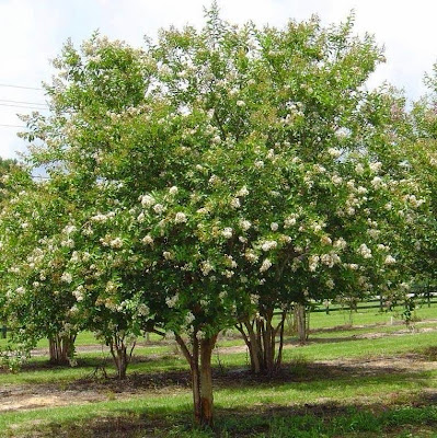 Emmaus Road Ministries: The Cypress And The Myrtle: Tree Series Part 5 of 7