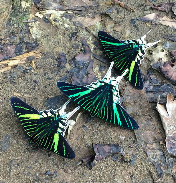 Pascale Petit's Blog: Butterflies and moths of the Peruvian Amazon ...