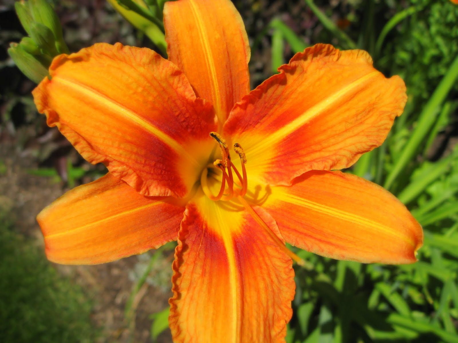 Simply Projects: June Flowers in Full Bloom!