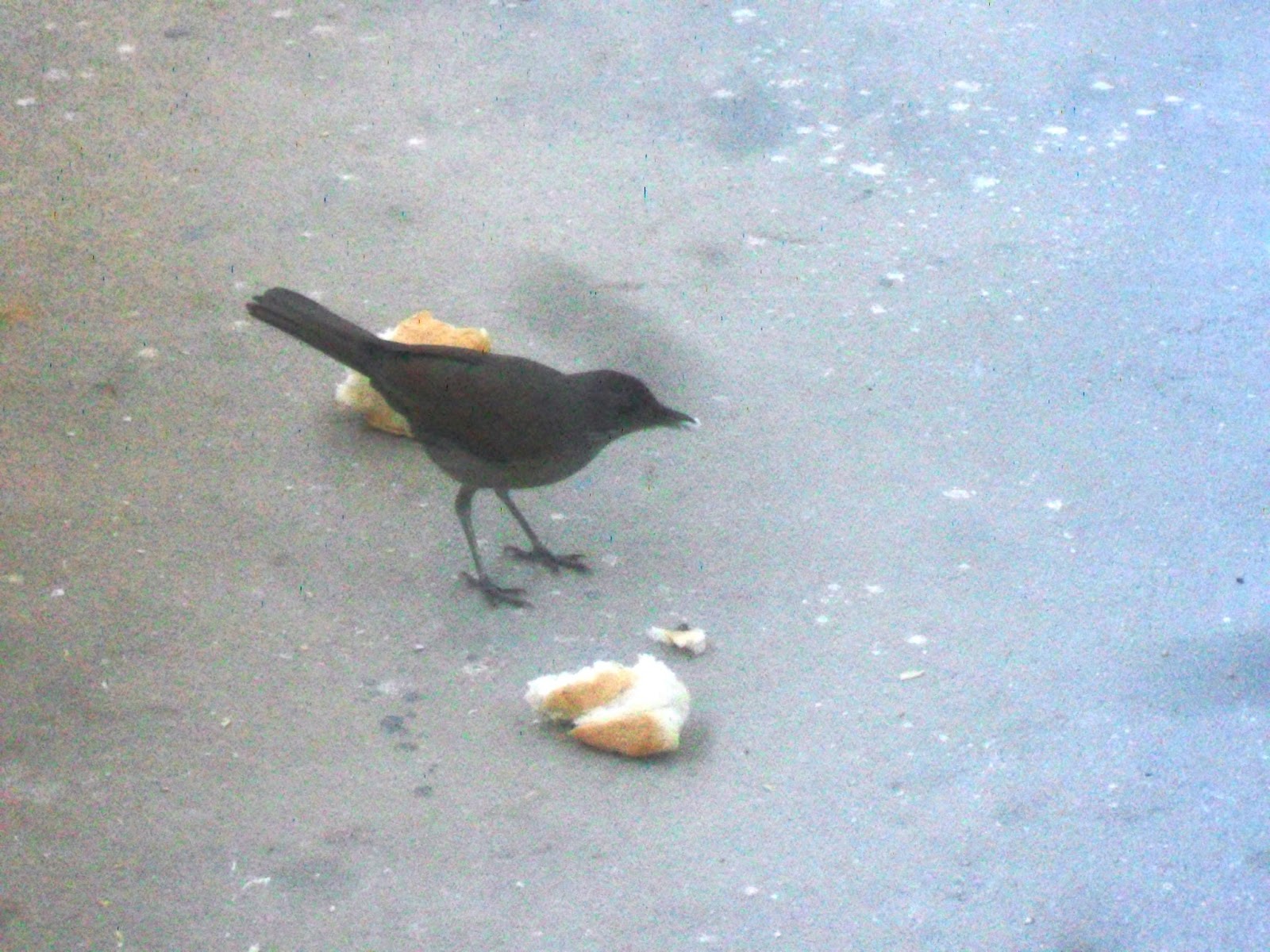 Desperta!!! Pra Terra viver.: Sua majestade, o sabiá.