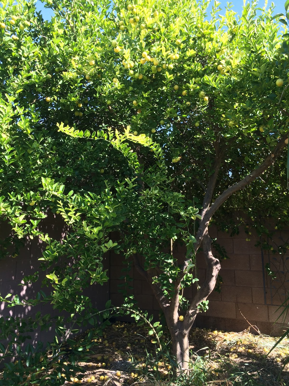Arizona Backyard Eden: Time to squeeze the key limes
